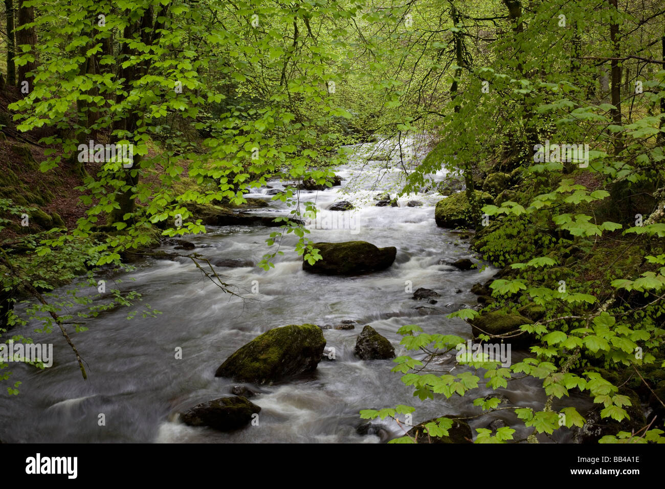 Croe Water flowing beneath fresh spring leaves of beech and sycamore ...