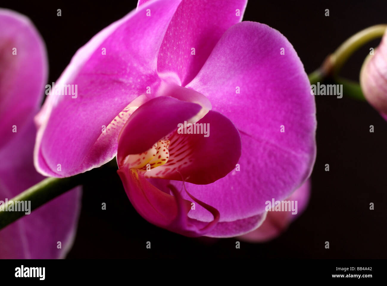Single pink orchid Stock Photo - Alamy