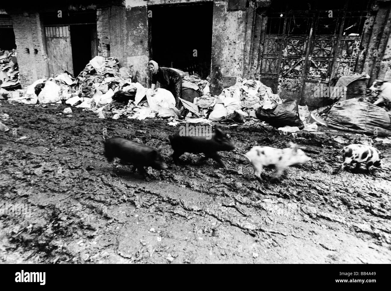 Pigs running down a muddy street in the Zabaleen district near Mokattam ...