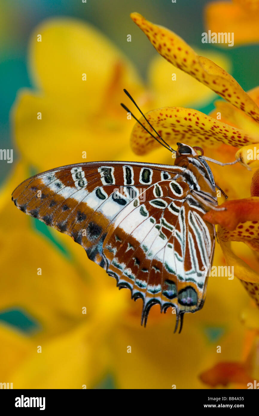 Sammamish Washington Tropical Butterflies photograph of Charaxes brutus ...