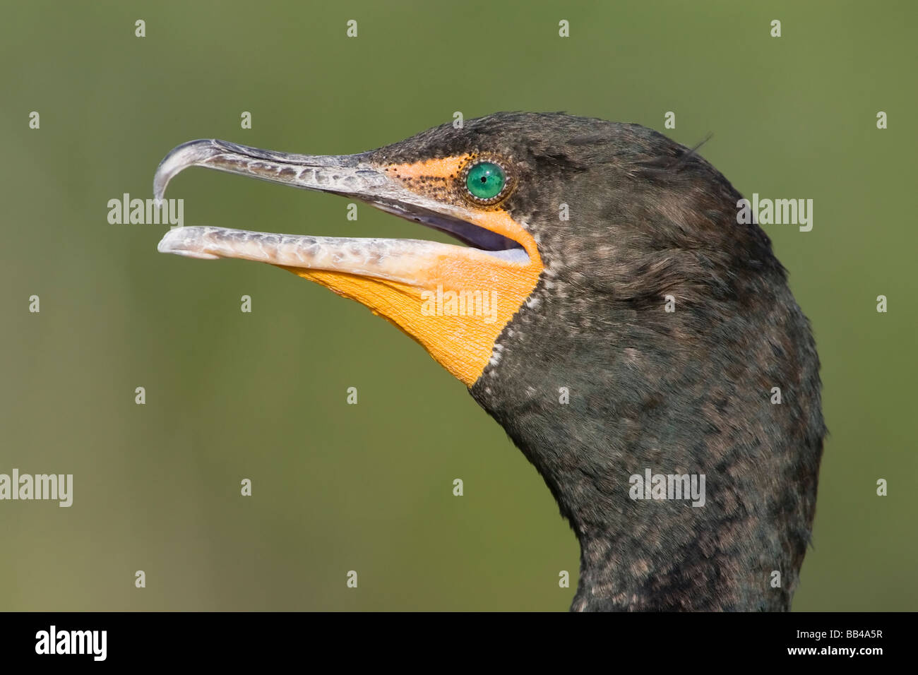 Double crested Cormorant Stock Photo - Alamy