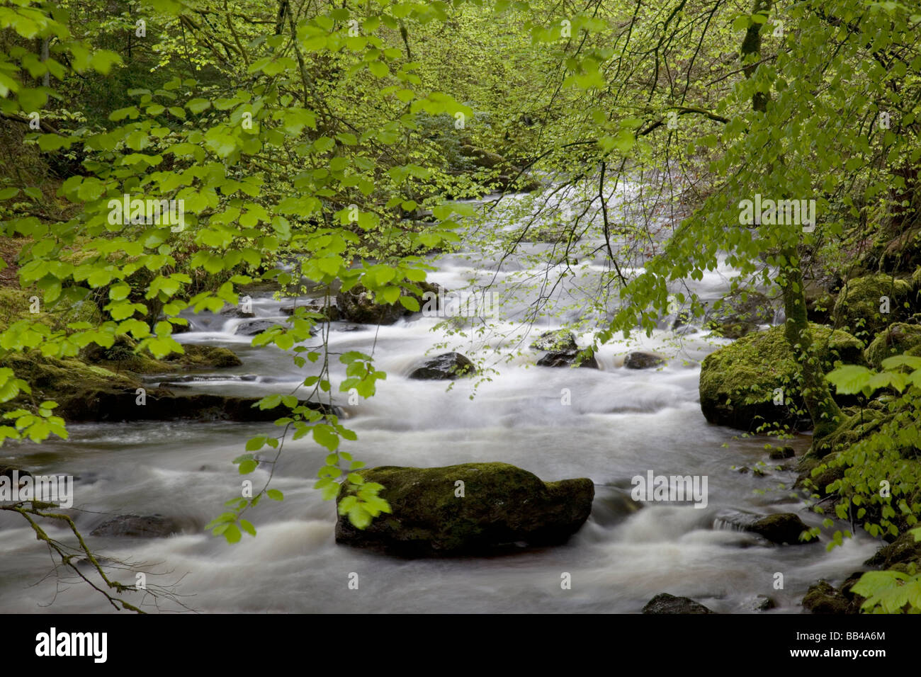 Croe Water flowing beneath fresh spring leaves of beech and sycamore ...