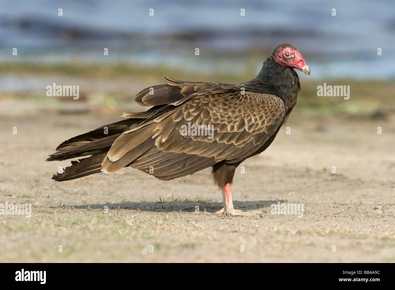 An adult Turkey Vulture Stock Photo - Alamy