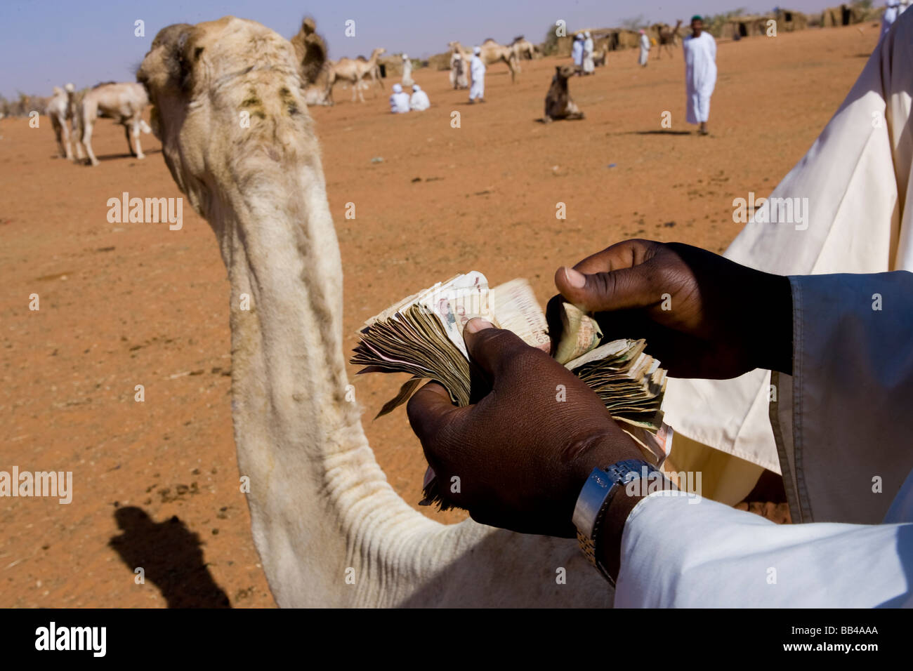 A camel broker or middleman counts money in at the camel market in El ...