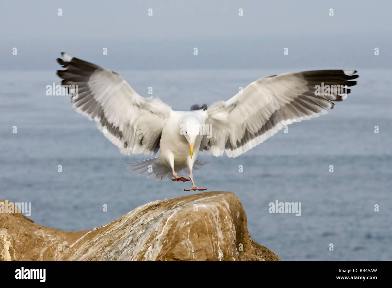 An adult Western Gull with wings outstretched coming in to land Stock ...
