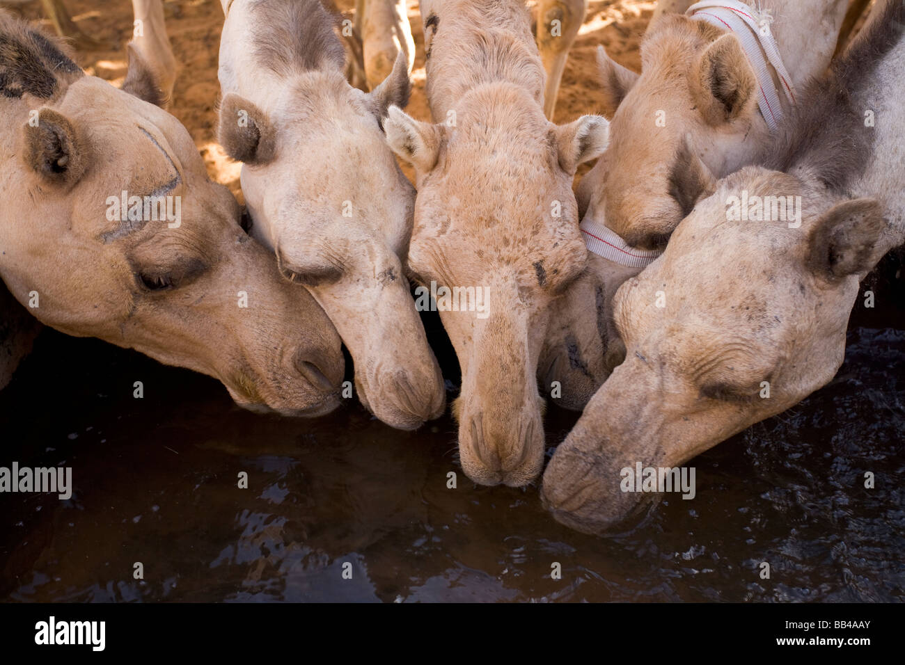 Camels, at Limrat, North Kordofan, Sudan, drinking water before they ...