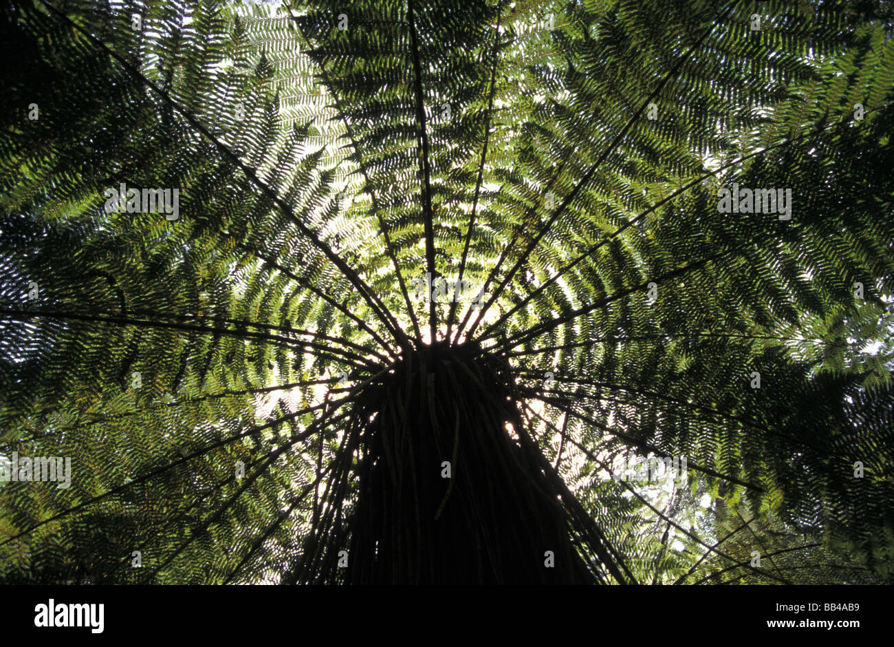 Cyathea dealbata silver tree fern silver fern kaponga ponga punga tree ...