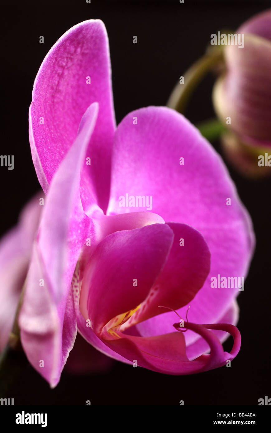 Single pink orchid Stock Photo - Alamy