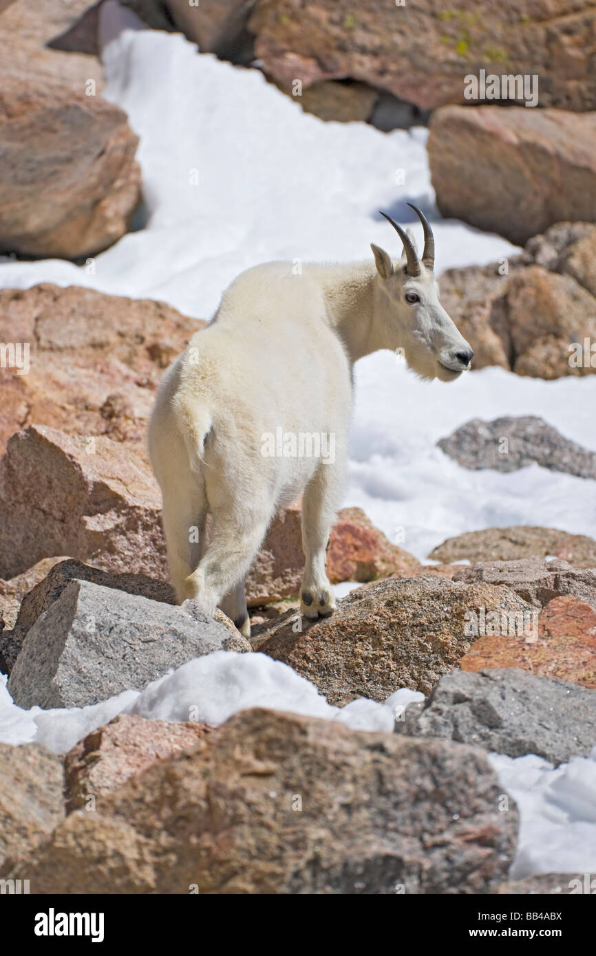 Mountain goat standing on snow hi-res stock photography and images - Alamy