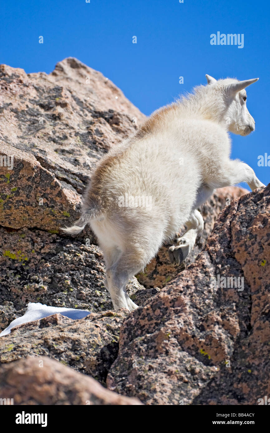 Mountain goat climbing hi-res stock photography and images - Alamy