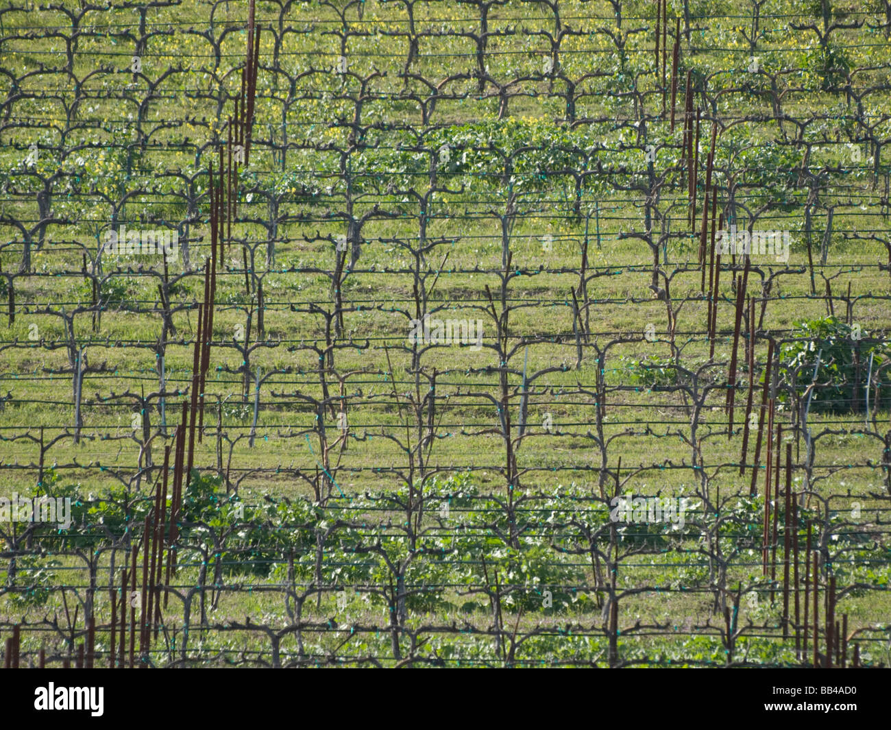 Grape vines in early spring at a winery near Paso Robles, California ...