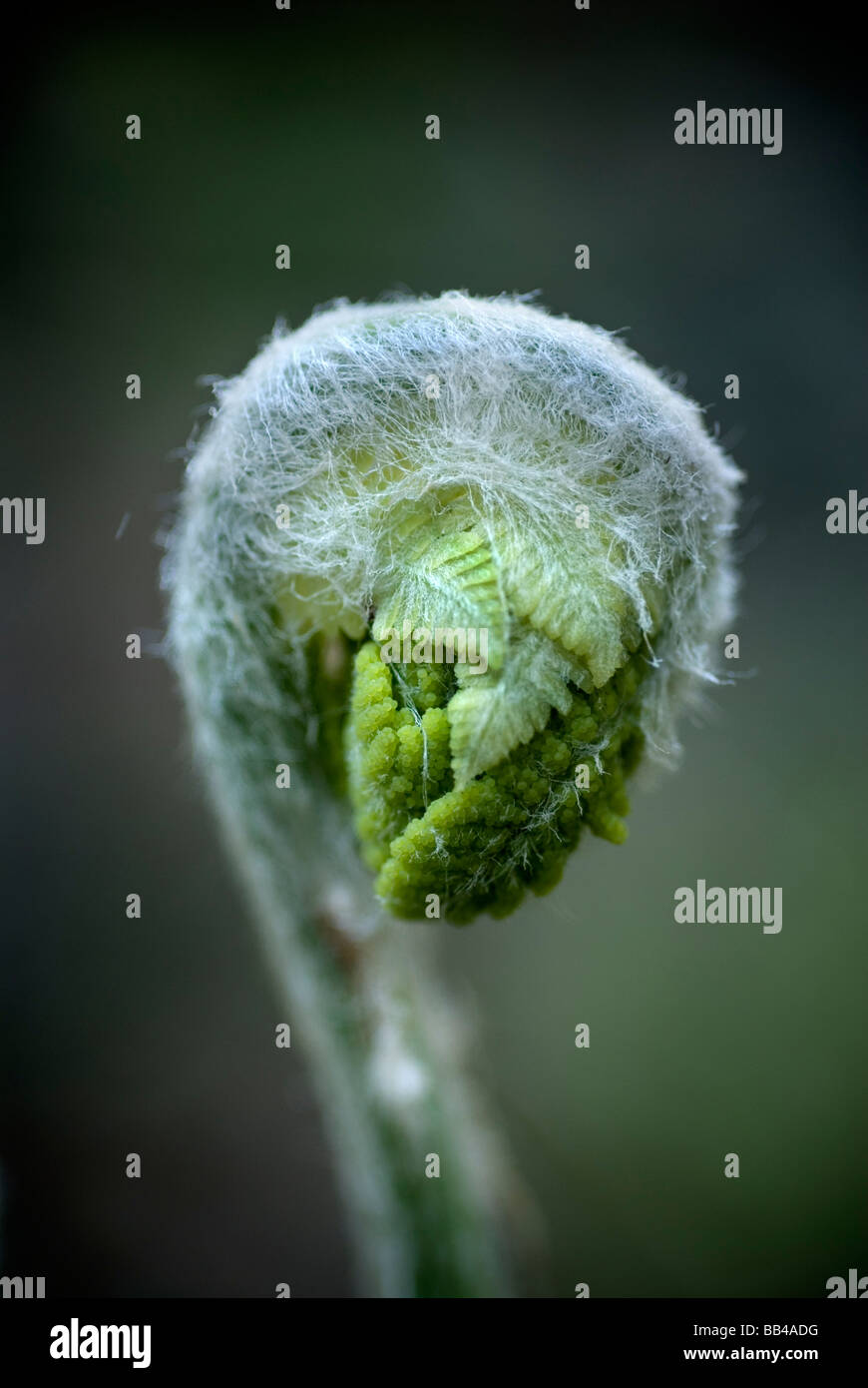 Coiled fern, Maine Stock Photo - Alamy