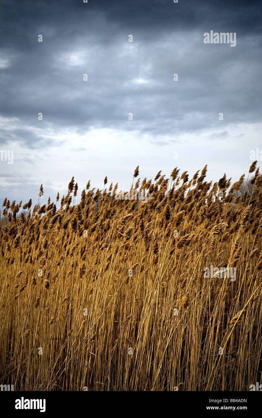 Grass swaying in wind under hi-res stock photography and images - Alamy