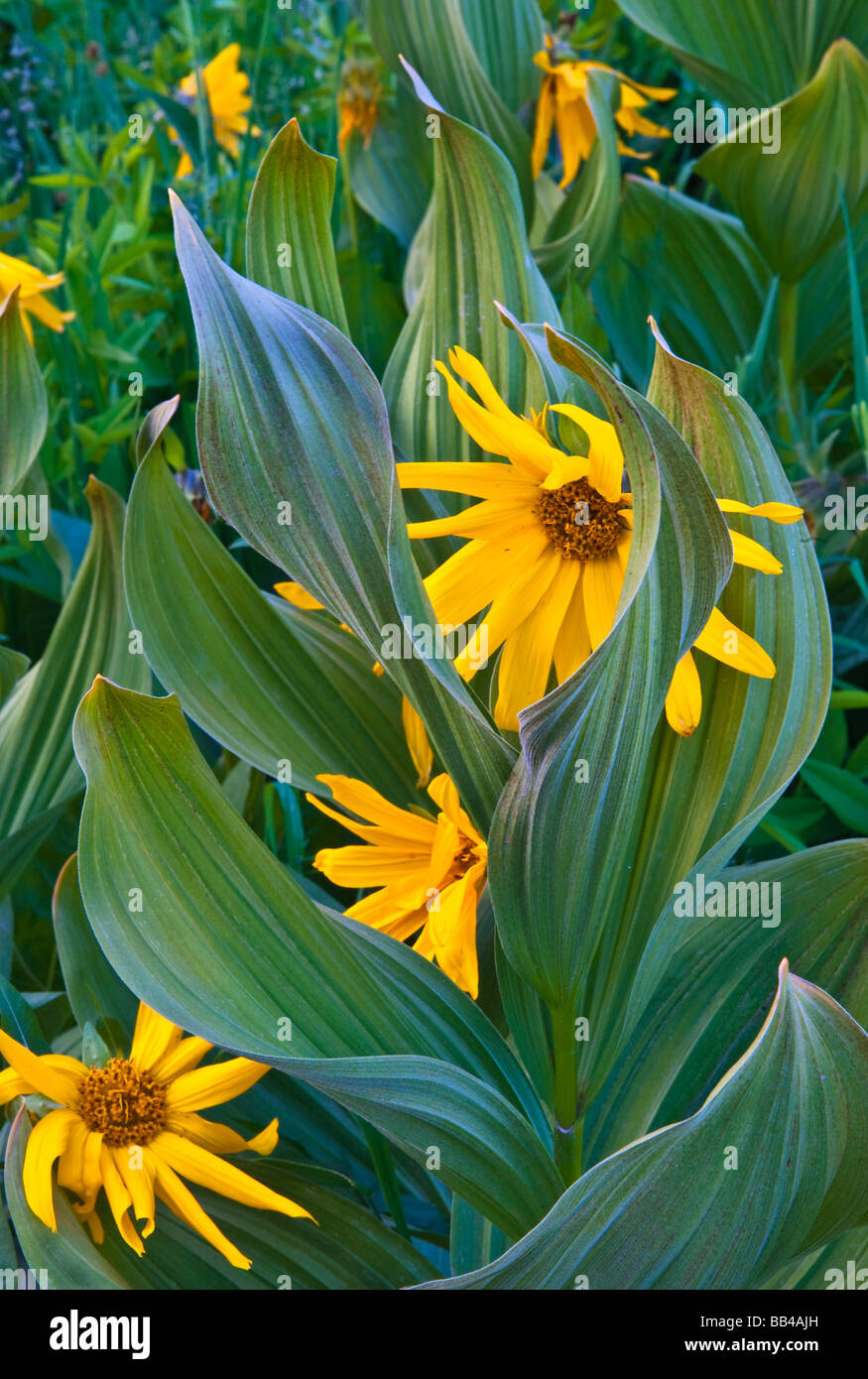 Crested lilies hi-res stock photography and images - Alamy