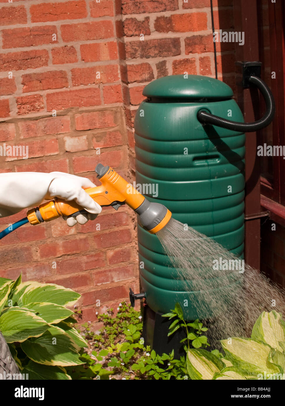 watering plants with a hosepipe in the garden Stock Photo - Alamy