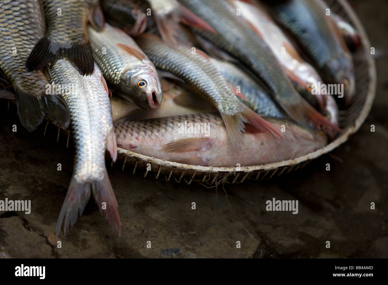 Sapa, Vietnam - Fish for sale in the famed resort town in northern ...