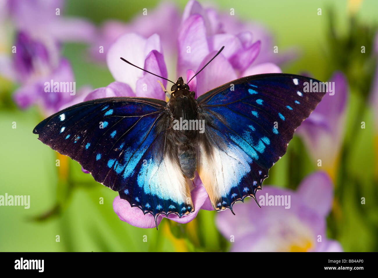 Charaxes cithaeron hi-res stock photography and images - Alamy