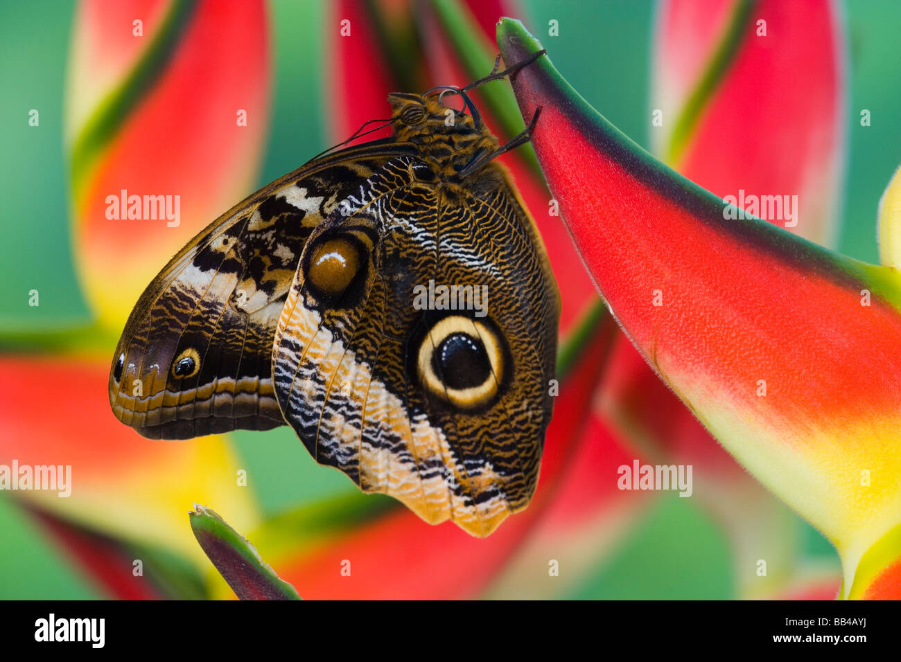 Sammamish Washington Tropical Butterflies photograph of the ...