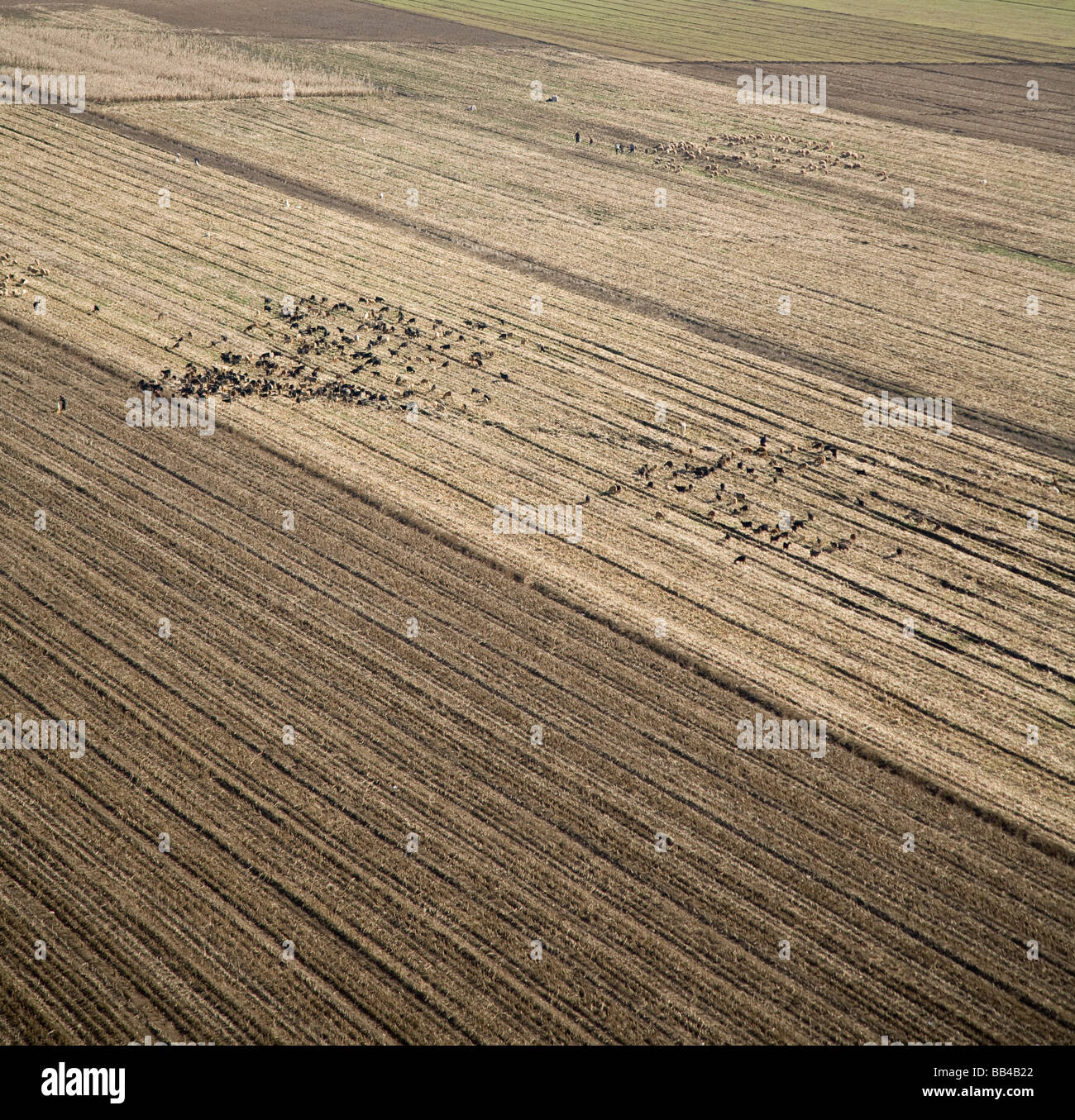 Lifestock in farmland in central Turkey Stock Photo - Alamy
