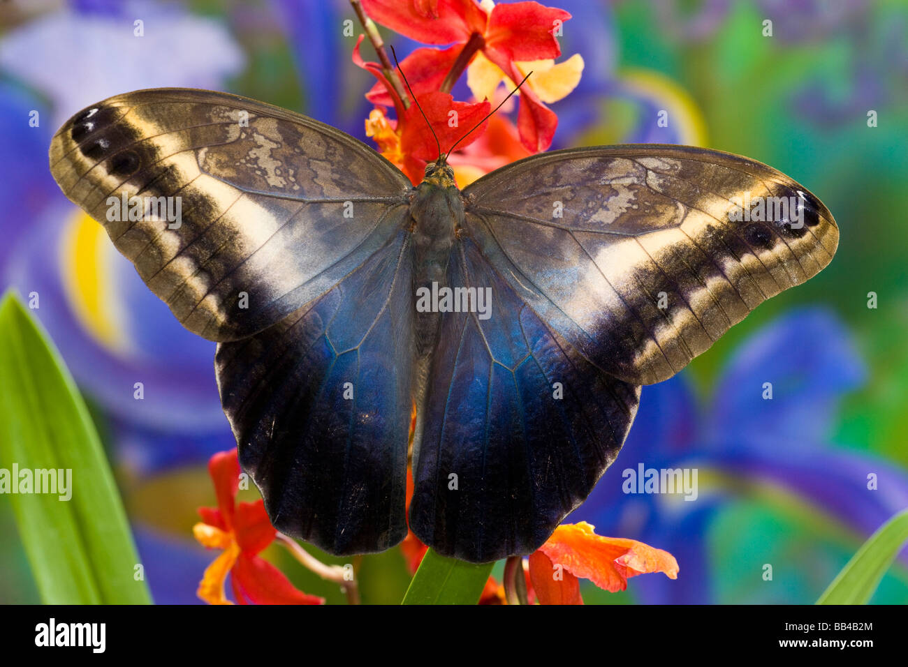 Sammamish Washington Tropical Butterflies Stock Photo - Alamy