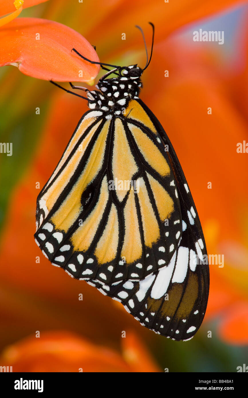 Common tiger butterfly hi-res stock photography and images - Alamy