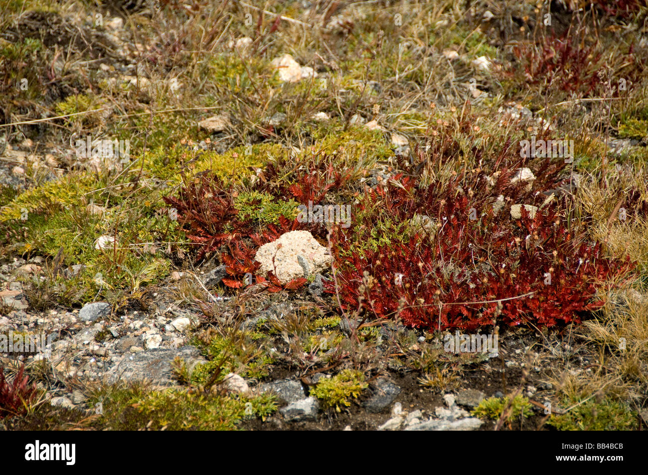 Colorado, Rocky Mountain National Park. Trail Ridge Road. Alpine tundra ...