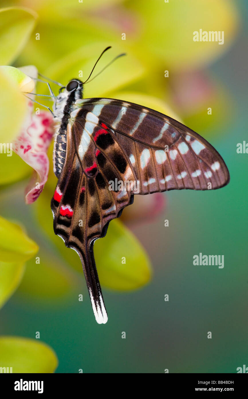 Sammamish Washington Tropical Butterflies photograph of Graphium ...