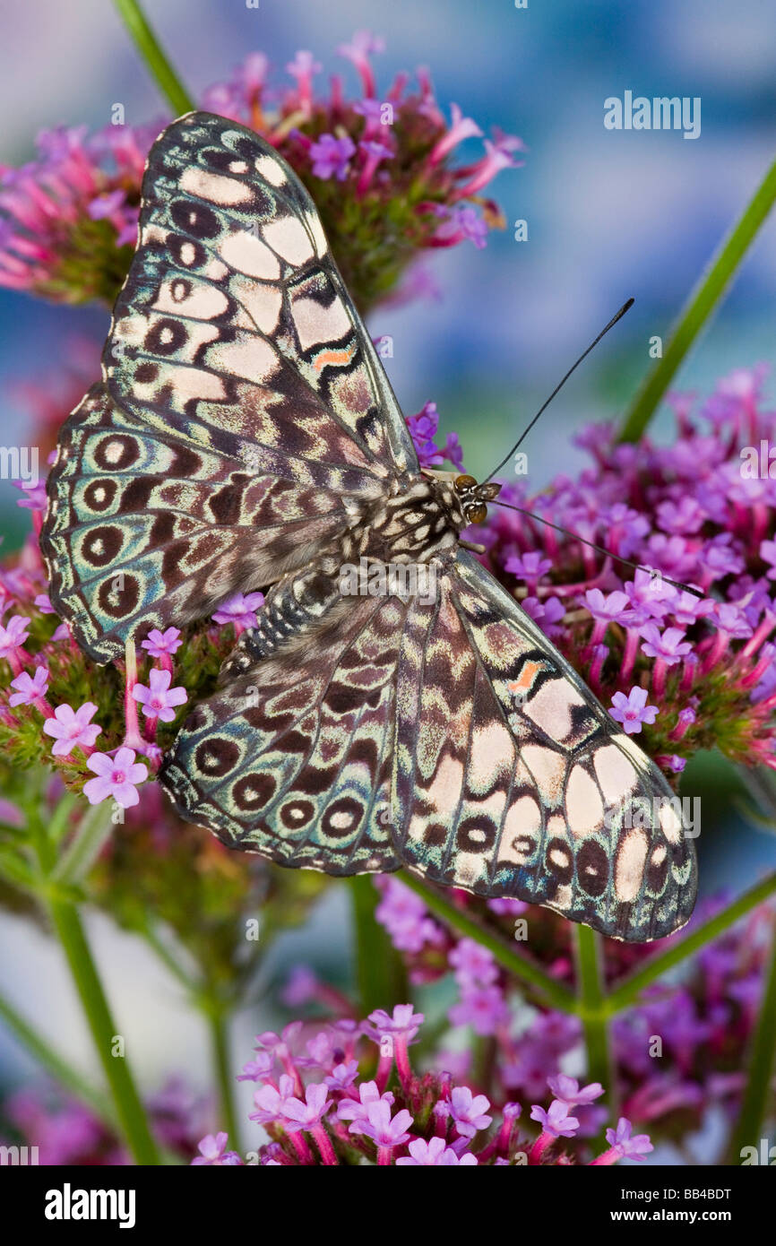 Sammamish Washington Tropical Butterflies photograph of Hamadryas ...