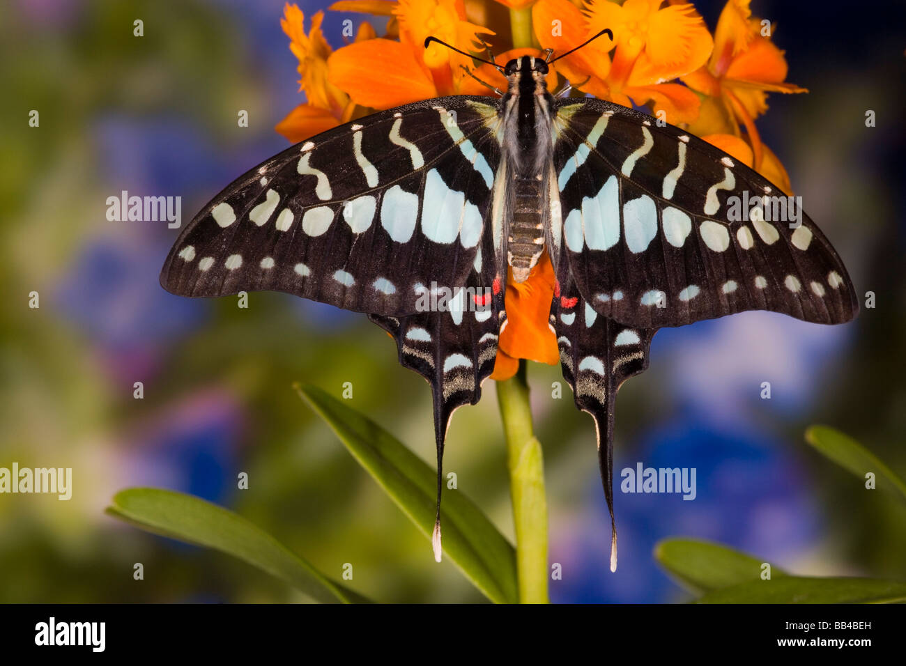 Swordtail butterflies hi-res stock photography and images - Alamy