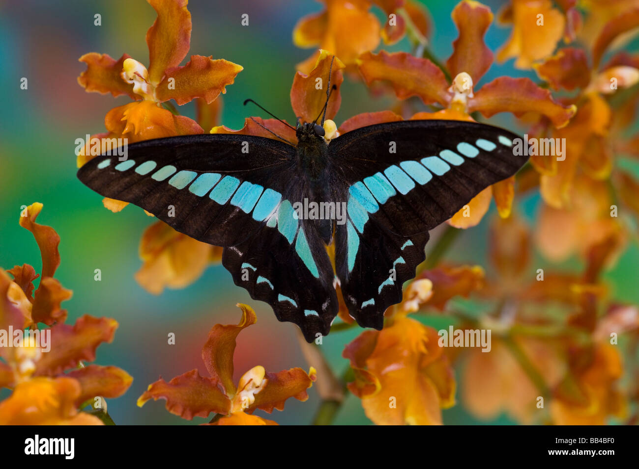 Sammamish Washington Tropical Butterflies photograph of Graphium doson ...