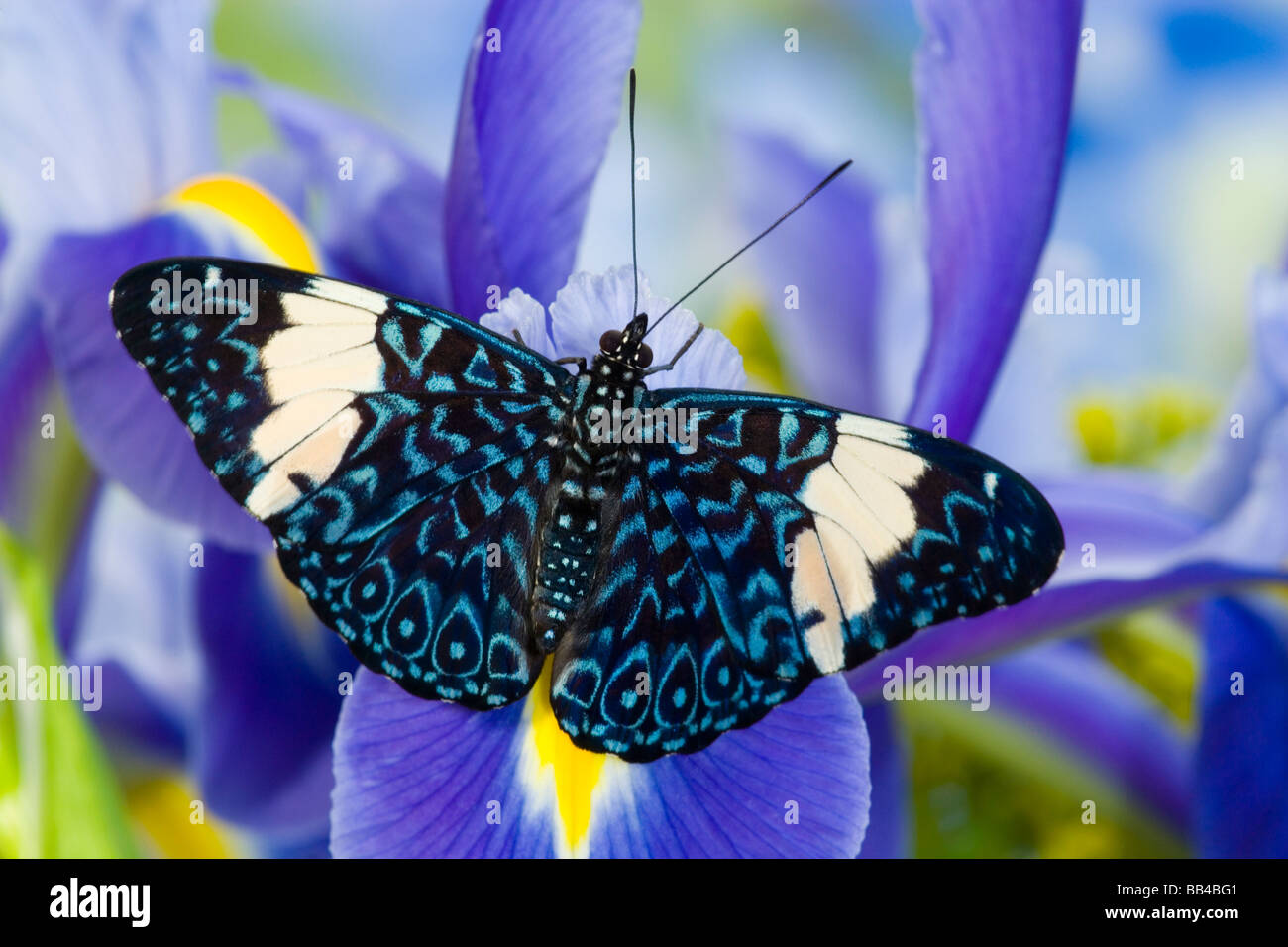 Sammamish Washington Tropical Butterflies photograph Hamadryas arinome ...
