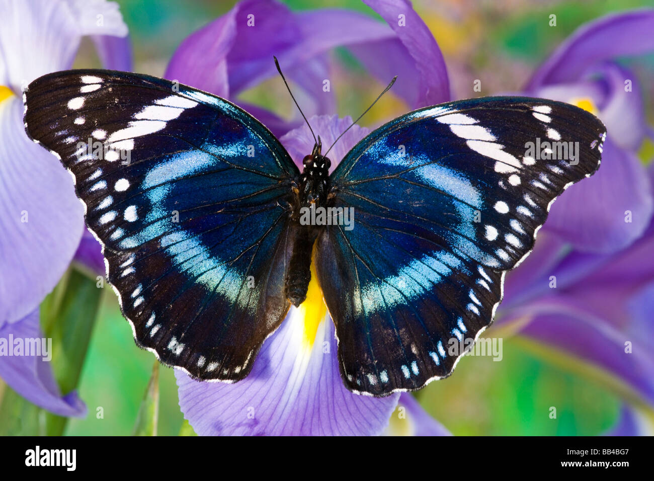 Sammamish Washington Tropical Butterflies photograph of Hypolimnas ...
