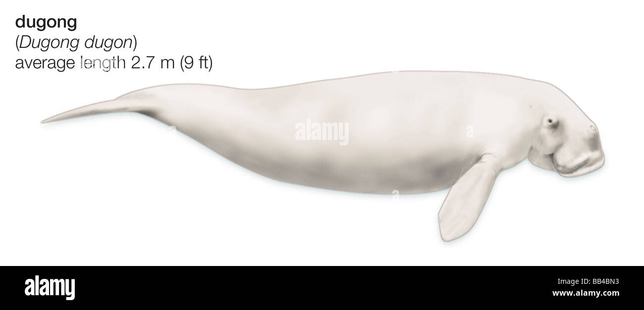 Dugong (Dugong dugon Stock Photo - Alamy