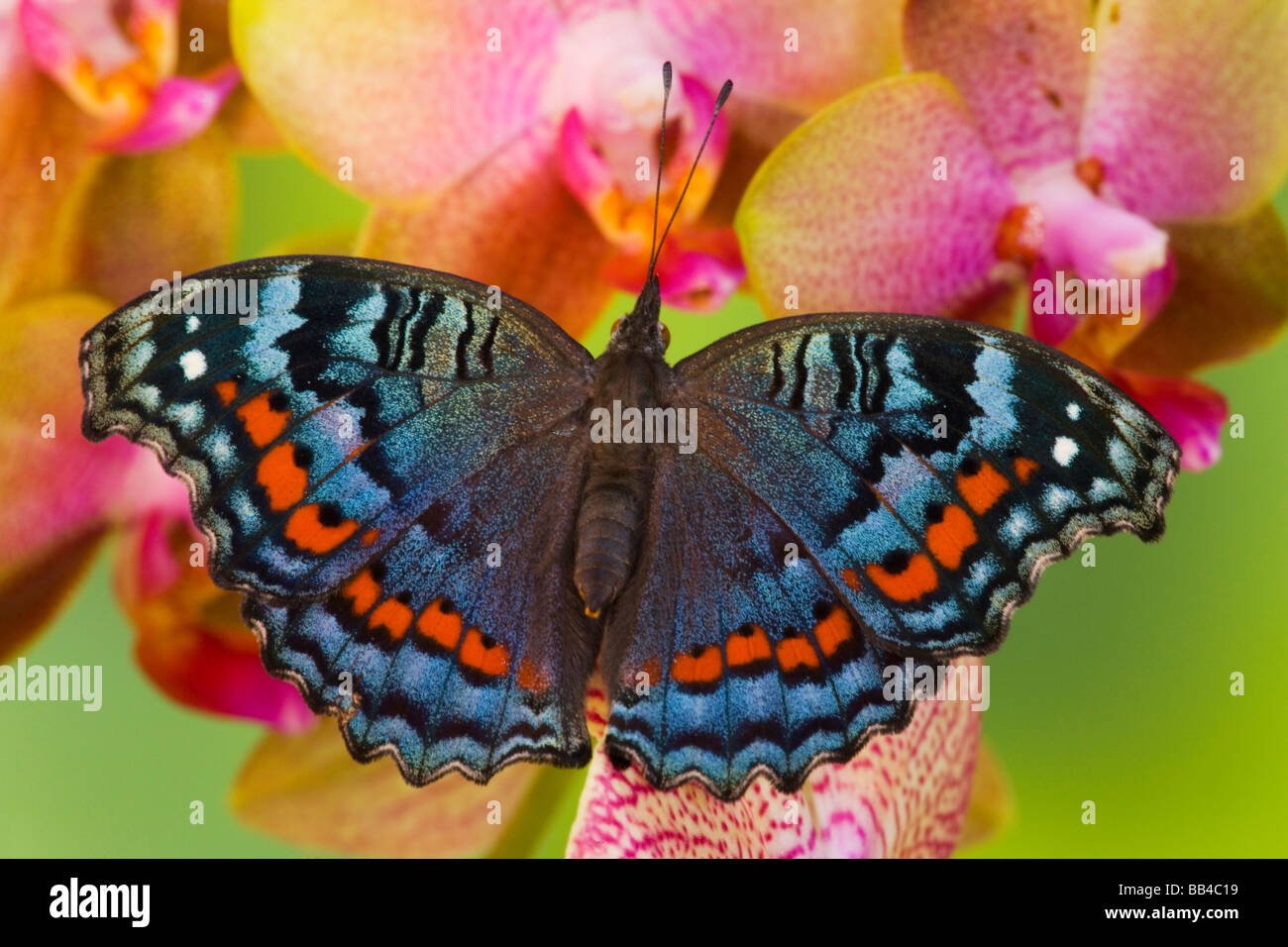 Sammamish Washington Tropical Butterfly photograph of Junonia octavia ...