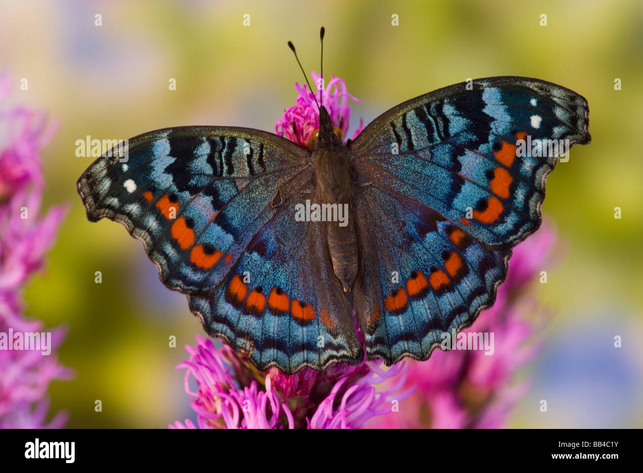 Sammamish Washington Tropical Butterfly photograph of Junonia octavia ...