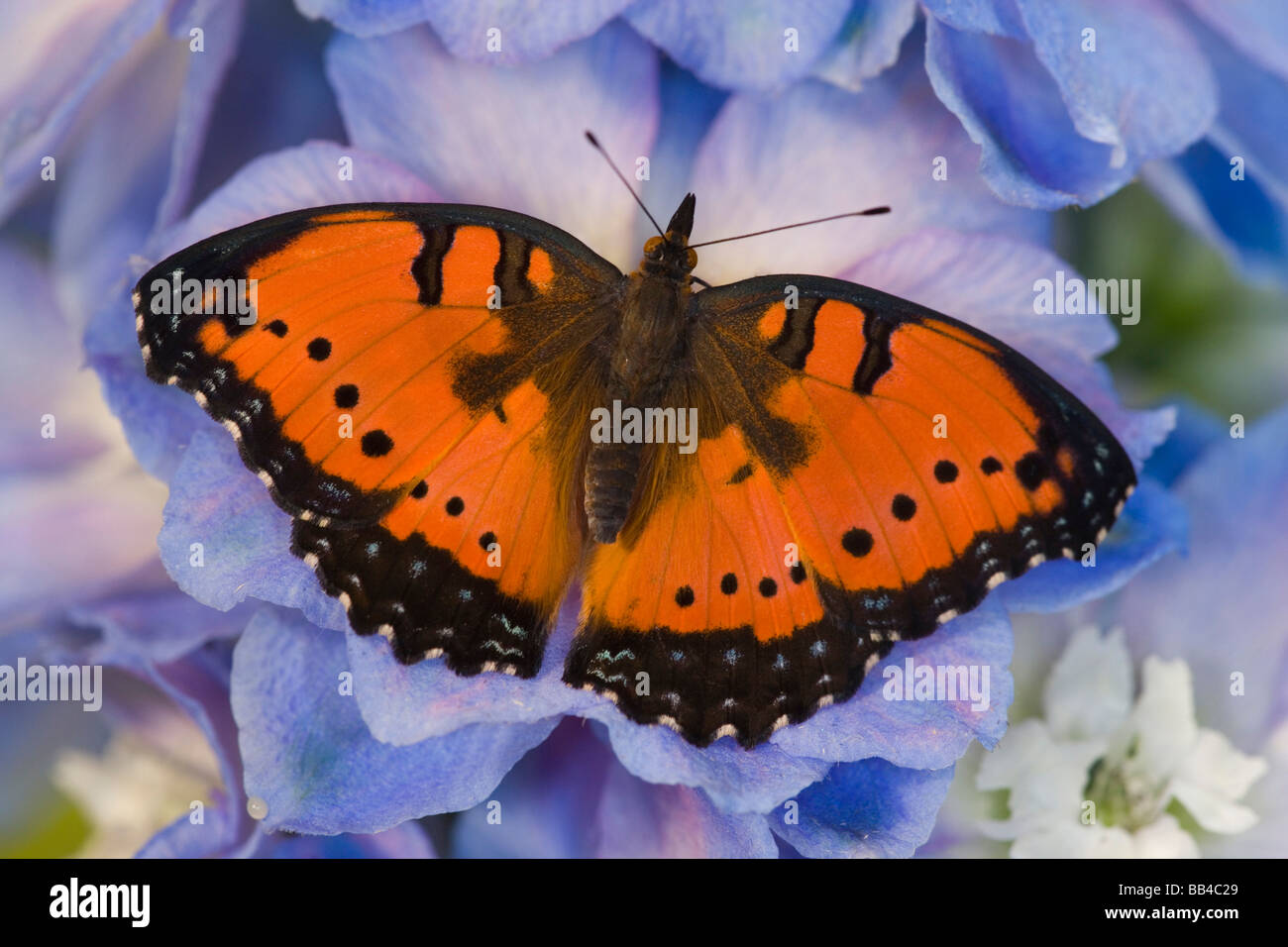 Sammamish Washington Tropical Butterfly photograph of Junonia octavia ...
