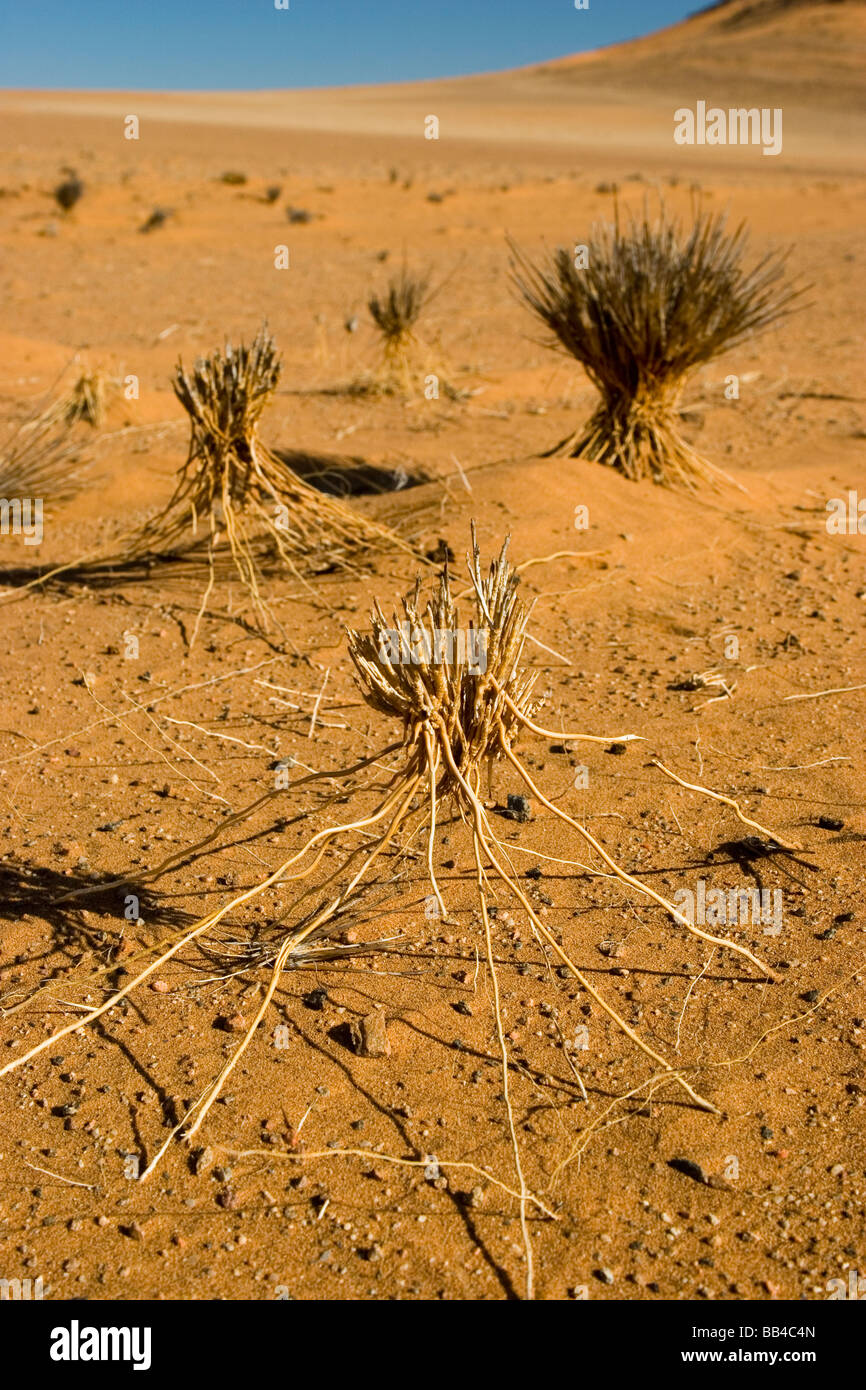 The exposed roots of a plan in the Namib Desert along the Skeleton ...