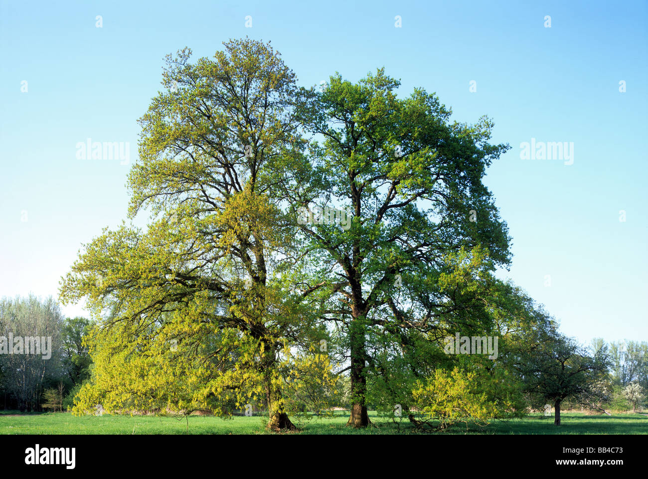 Group of 2 trees in spring Stock Photo - Alamy