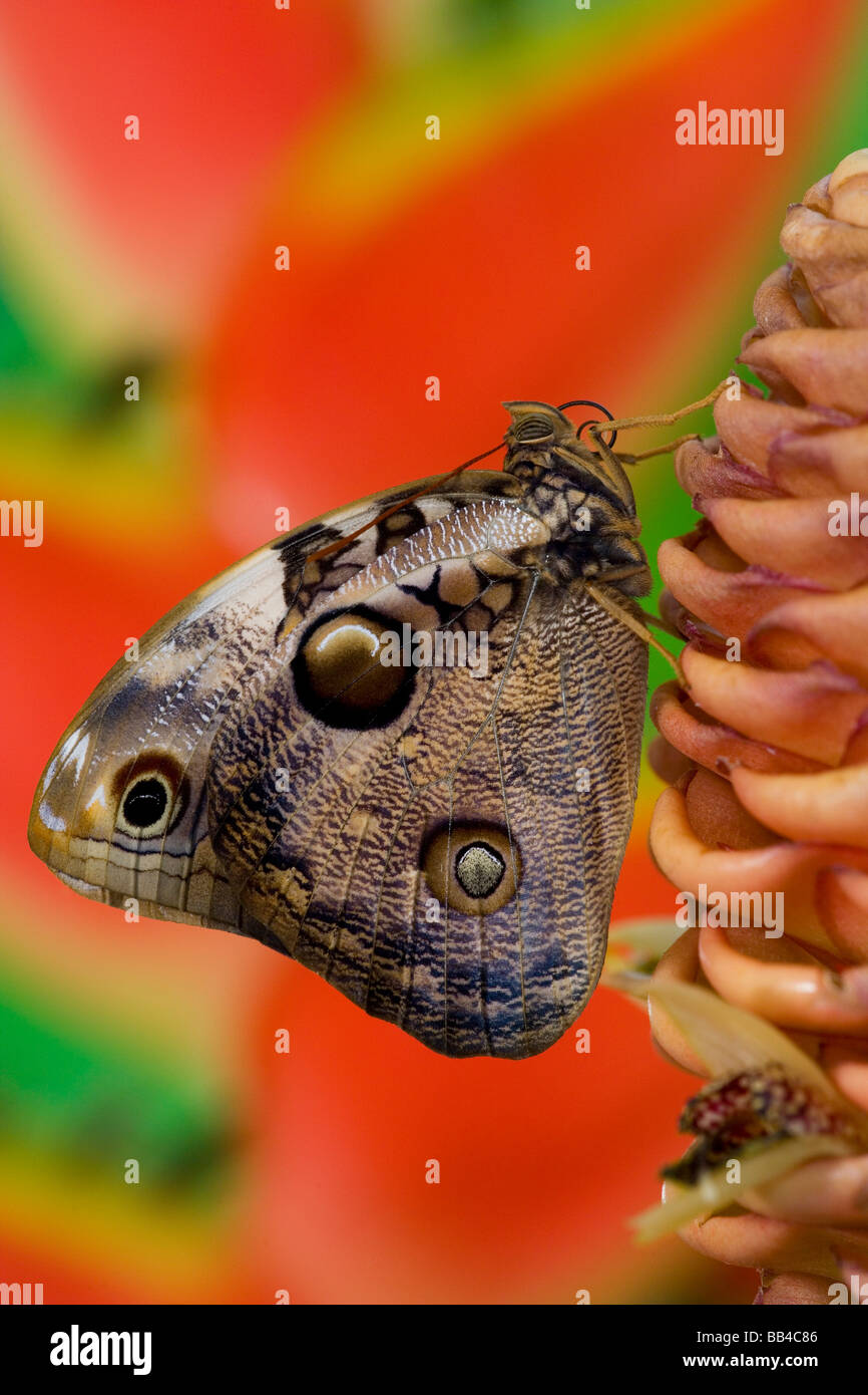 Sammamish, Washington Tropical Butterfly Photograph of Opsiphanes ...
