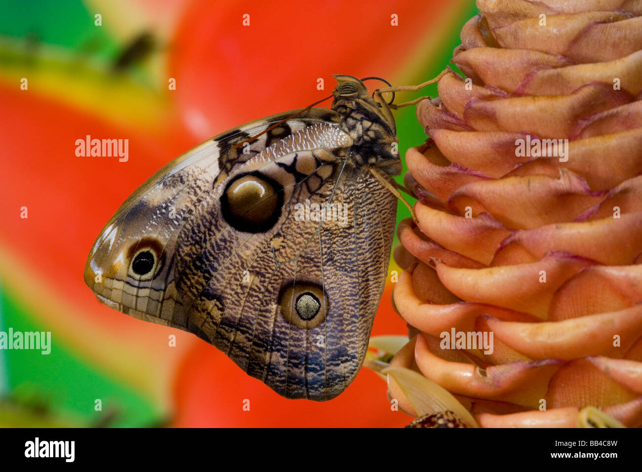 Sammamish, Washington Tropical Butterfly Photograph of Opsiphanes ...