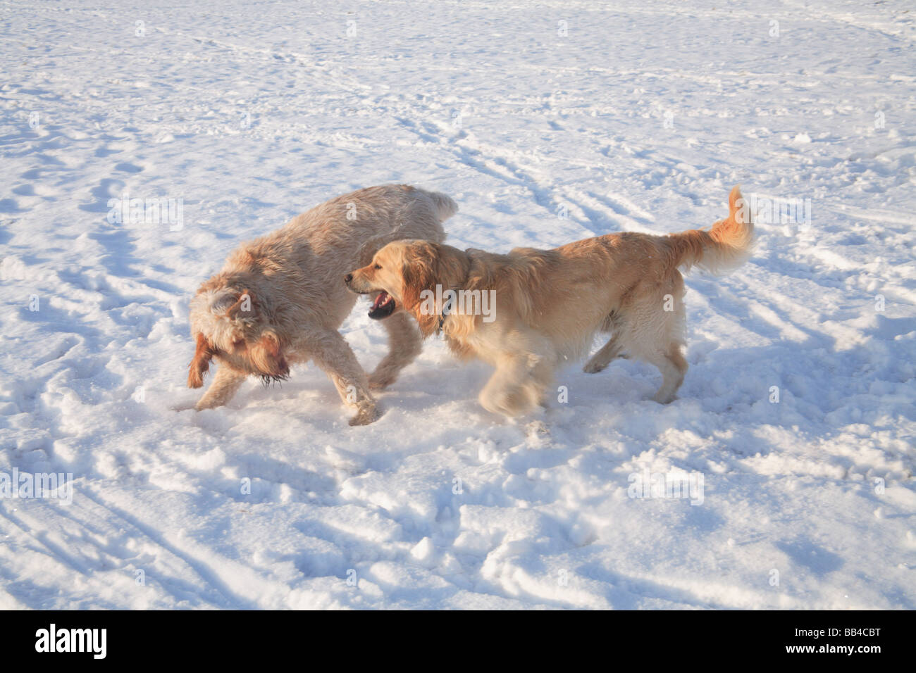 Italian Spinone and Labrador Dog in snow Stock Photo - Alamy