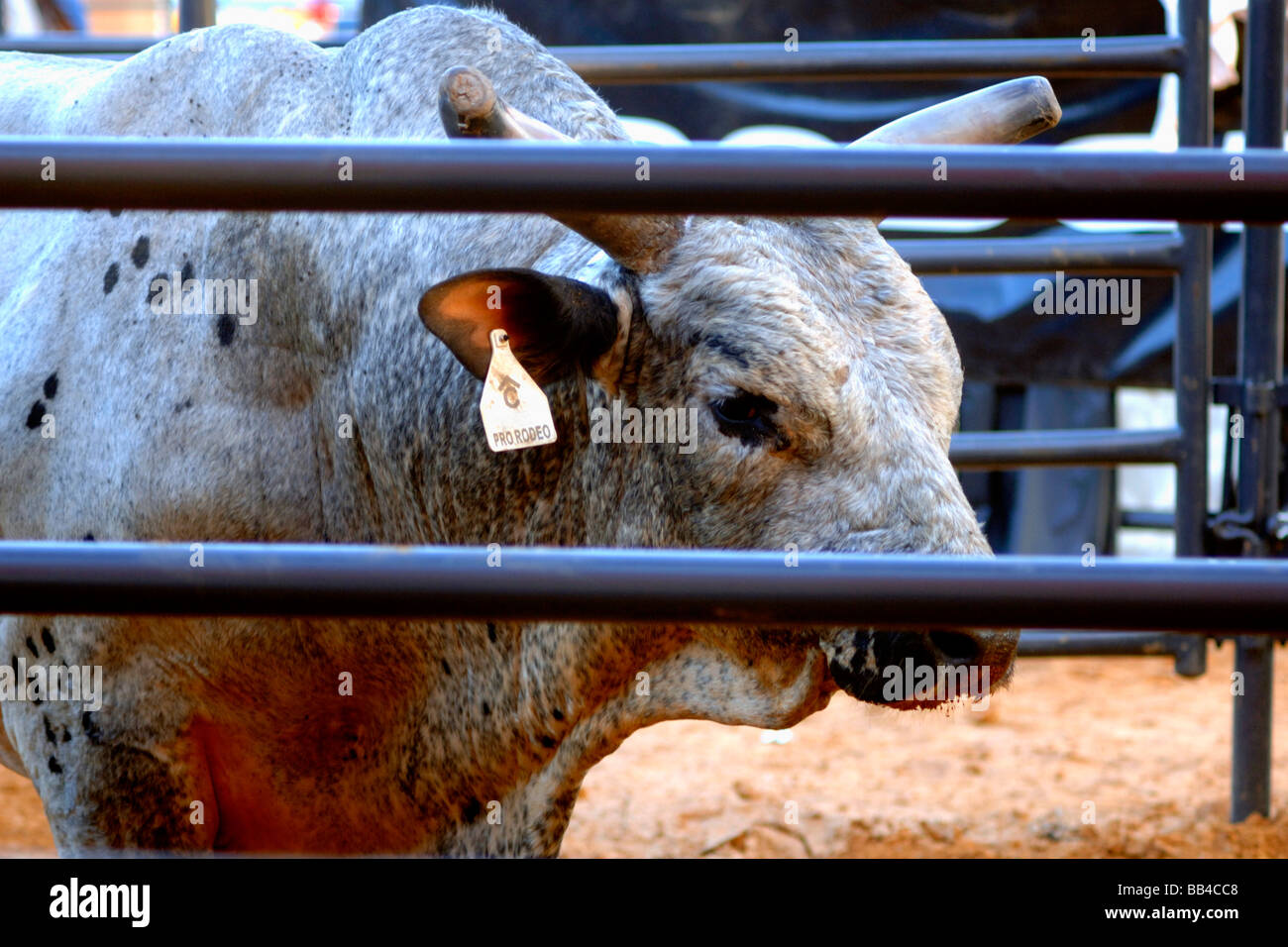 Red Brangus Bull Charging