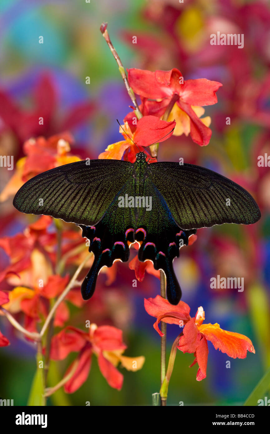 Sammamish, Washington Tropical Butterfly Photograph of female Papilio ...
