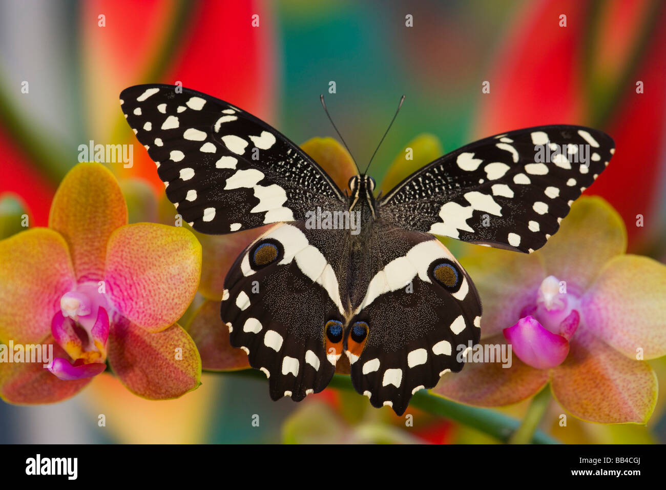 Sammamish, Washington Tropical Butterfly Photograph of Papilio ...