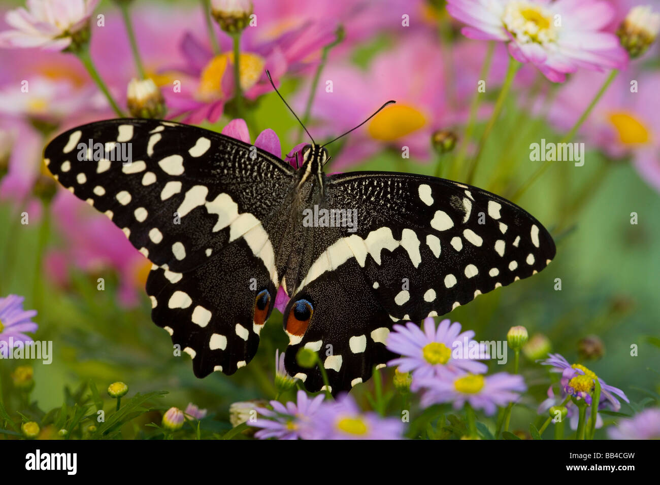 Sammamish, Washington Tropical Butterfly Photograph of Papilio ...