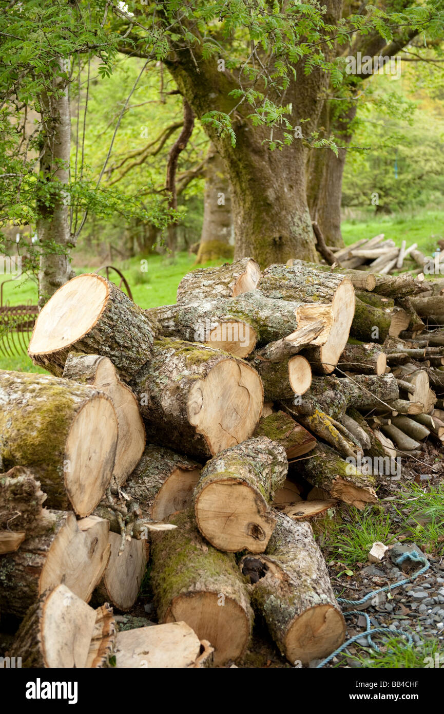 The oak is cut hi-res stock photography and images - Alamy