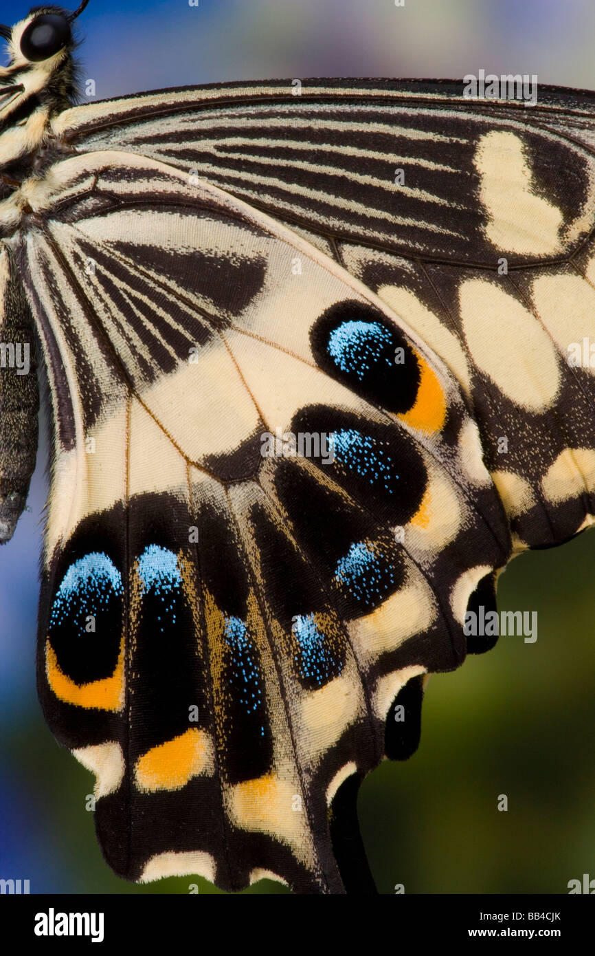 Sammamish, Washington Tropical Butterfly Photograph of Papilio ...