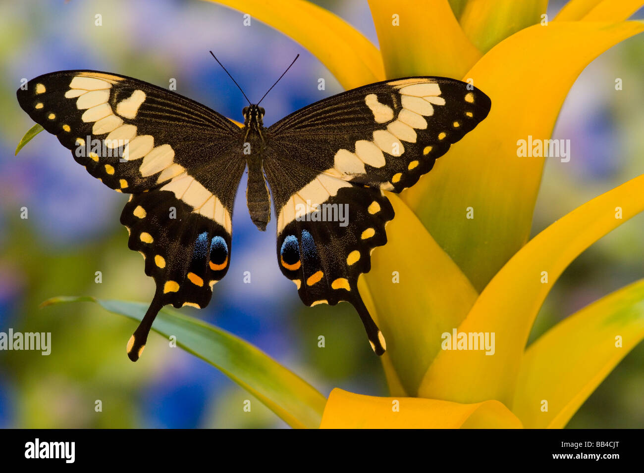 Sammamish, Washington Tropical Butterfly Photograph of Papilio ...