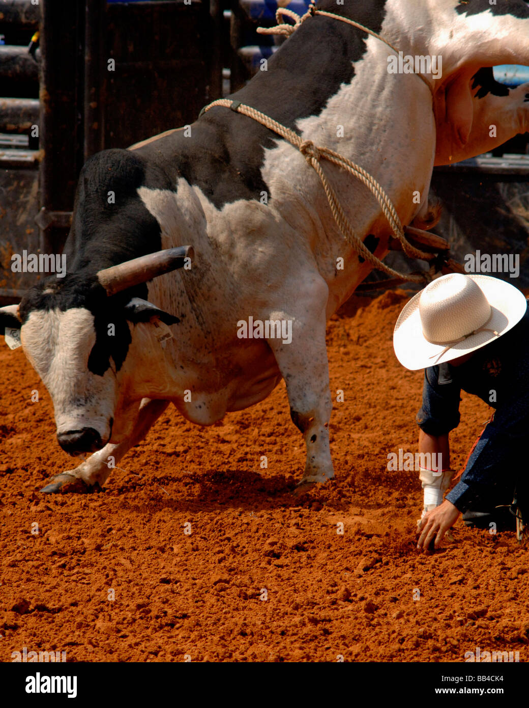 Rodeo bull rider performance at the Texas State Fair rodeo arena/Dallas ...