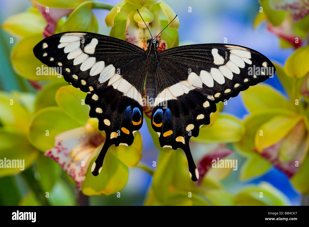 Sammamish, Washington Tropical Butterfly Photograph of Papilio ...